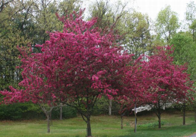 Stowの春（2008年5月）